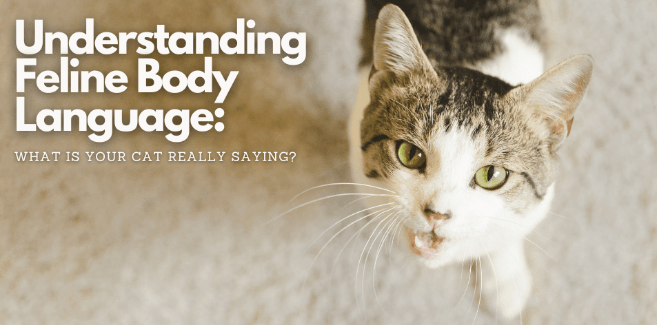 Cat Body Language Decoded - H&S Pets Galore - H&S Magazine Kenya